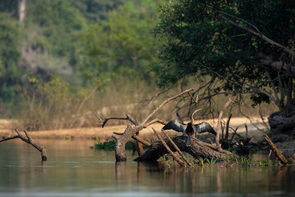 Pró-Espécies seleciona para levantamento e monitoramento populacional ...